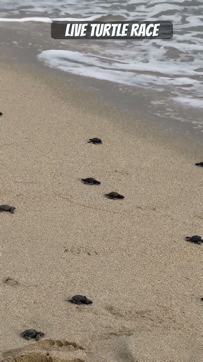 Real Life Turtle Race Turtle Race Turtlerace Beach Mexico Travel