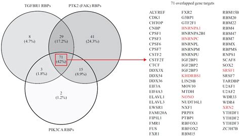Identifying Druggable Rna Binding Proteins For Liver Cirrhosishcc Treatment Integrated