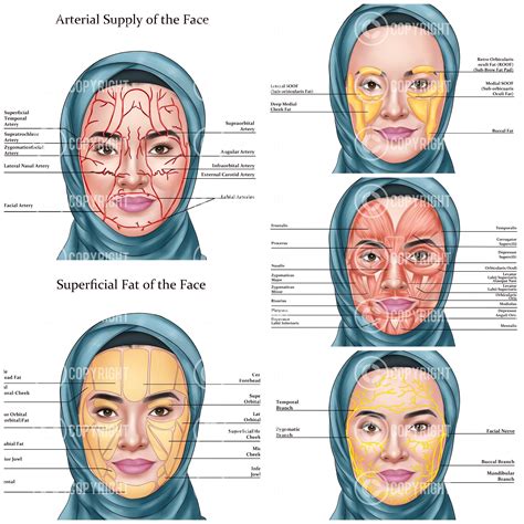 Facial Anatomy Bundle Botox And Filler Injector Anatomy Esthetician
