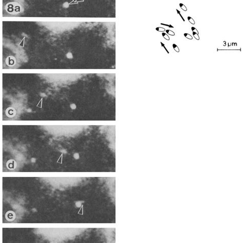 Myosin Movement Along Dispersed F Actin Filaments Left A Myosin