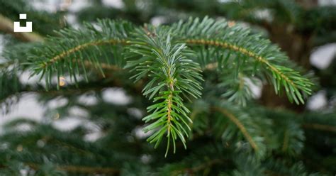 흐릿한 배경의 소나무 클로즈업 사진 Unsplash의 무료 식물 이미지