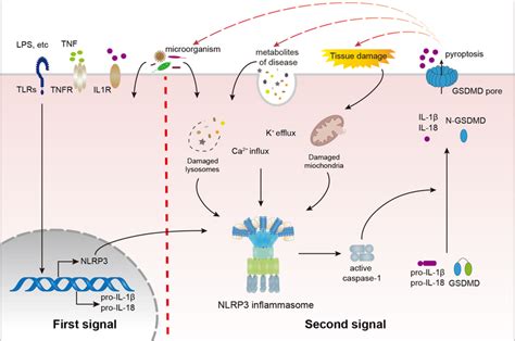 Nlrp3 Inflammasome Activation Nlrp3 Inflammasome Activation Requires