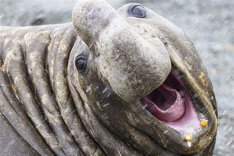 Weird Seal Memes