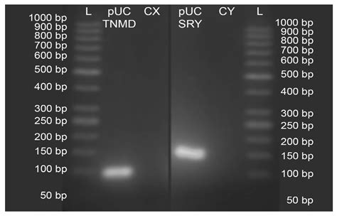 ijms free full text standardization of a sex sorting protocol for
