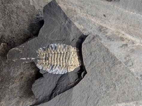 Triarthrus Rougensis Trilobites The Fossil Forum