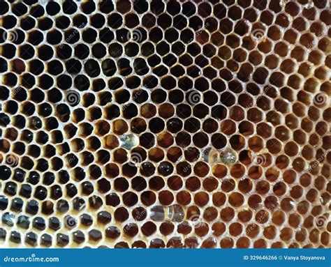 Close Up Of A Honeycomb Structure With Hexagonal Holes Royalty Free