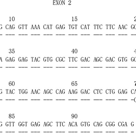 Alignment Of The Exon 2 Nucleotide Sequences Of Drb1041702 And