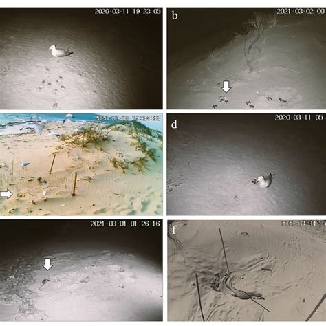 Predators Of Loggerhead Turtle Hatchlings Emerging From Nests Which Download Scientific