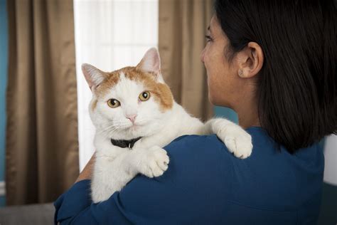 Vetsulin For Cats Vetsulin
