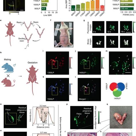 High Contrast In Vivo Colon And Bladder Imaging A A Typical Nir Iix Download Scientific