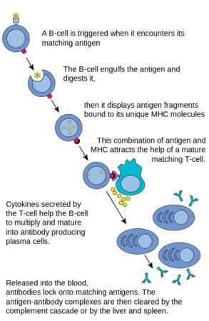 Antigen Definition Function Types Lesson Study