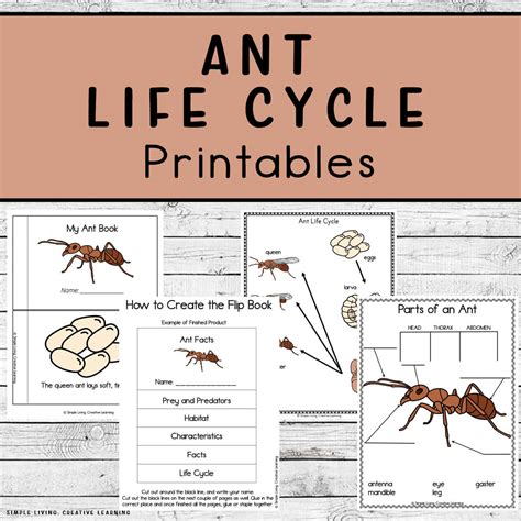 Ant Life Cycle Coloring Page