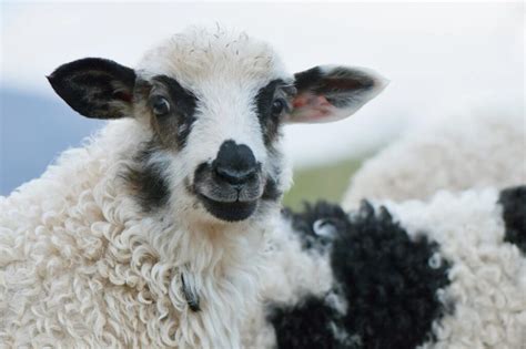 What Is Sheep Types And History