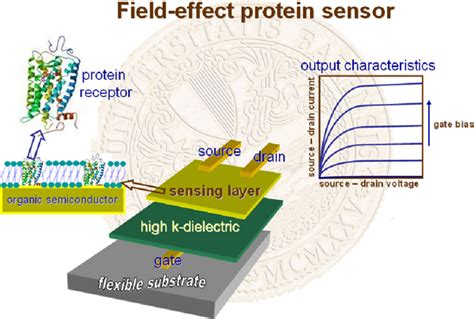Organic Electronic Biological Sensing