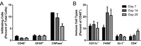 Time Course Of Immune Cell Infiltration Into Spinal Cord Bridges Download Scientific Diagram