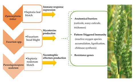 Enzymes In Wheat At Judy Moore Blog