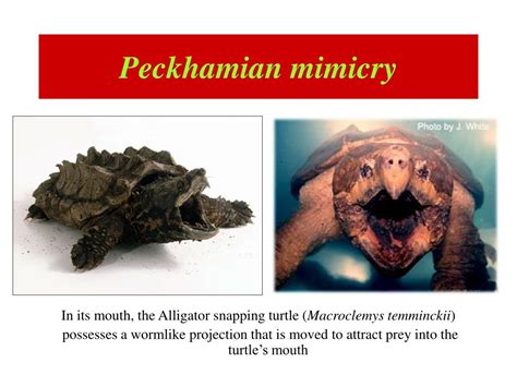 Ppt Visual Mimicry Powerpoint Presentation Free Download Id449765