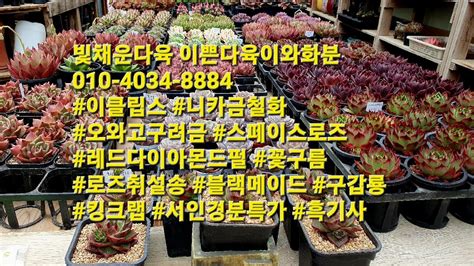 빛채운다육 이쁜다육이와화분010 4034 8884 이클립스 니카금철화 오와고구려금 스페이스로즈 레드다이아몬드펄 꽃구름 로즈취설송 블랙메이드 구갑룡 킹크랩