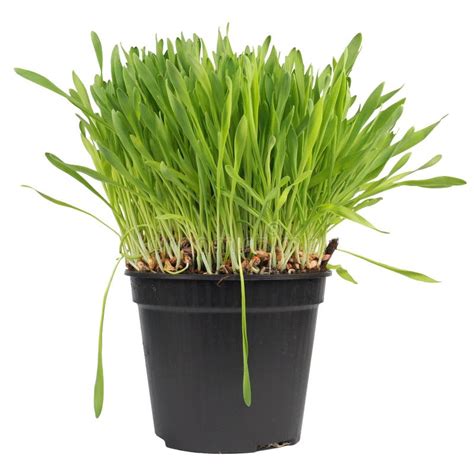 Catnip Plant Scient Name Nepeta Cataria Isolated Over White Stock