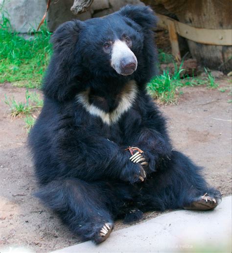 121 Best Sloth Bear Images On Pholder Aww Natureismetal And Nature