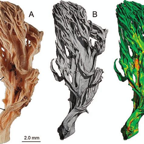 3 D Reconstructions And Visualizations Based On Micro Ct Imagery Of A Download Scientific