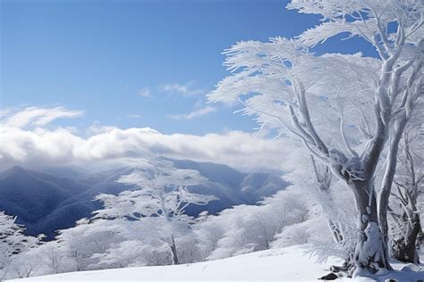 하얀 나무와 눈 겨울 높은 해상도 구름 배경 일러스트 및 사진 무료 다운로드 Pngtree