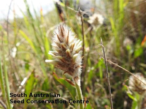 Ptilotus Angustifolius