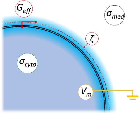 跨膜电容施加的细胞质阴离子 阳离子失衡可能形成红细胞静息膜电位的重要组成部分 Scientific Reports X Mol