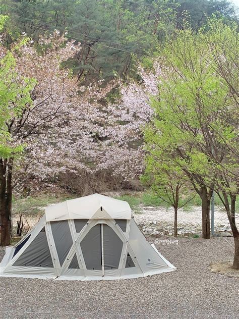 강원도 벚꽃 캠핑 횡성 초보캠핑장 Ad사이트 정보 네이버 블로그