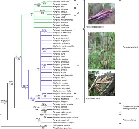 50 Majority Rule Consensus Tree Based On The Combined Data Of Cpdna