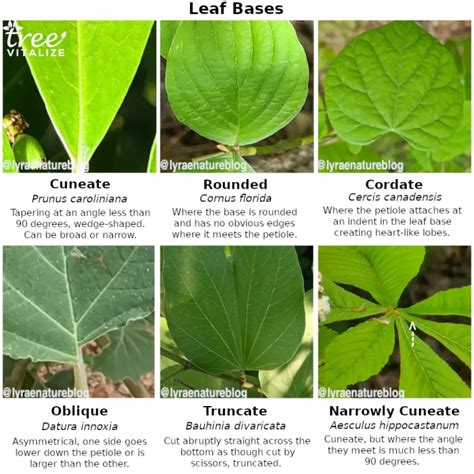 10 Different Types Of Chestnut Trees And Identifying Features