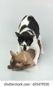 Cat Having Sex Cat Make Love Stock Photo Shutterstock