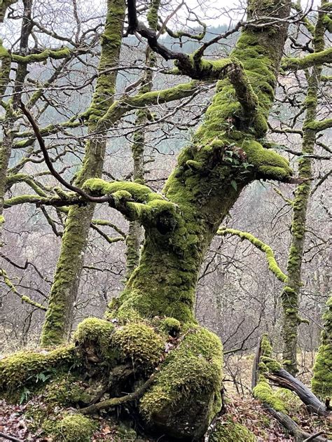 Épinglé par Jaime Restrepo sur Arboles en 2024 Paysage Art