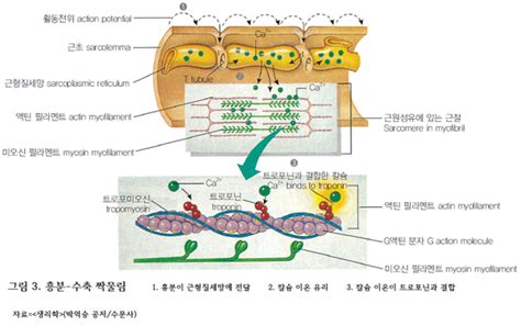 근육은 어떻게 만들어지고 어떻게 움직일까