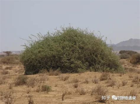 超旱生白刺属植物 知乎