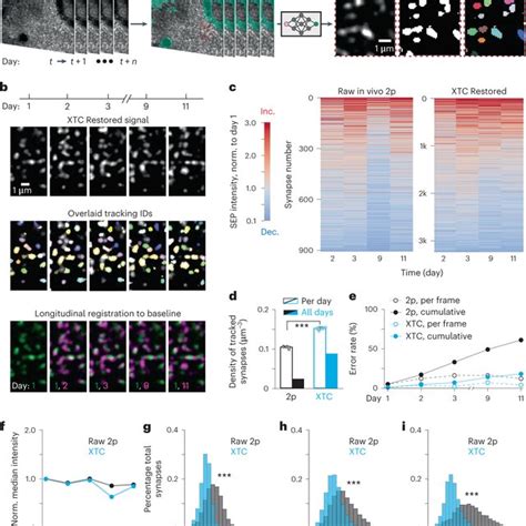 Xtc Super Resolves Sep Synapses In Vivo A Comparison Of Same In Vivo Download Scientific