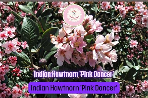 Indian Hawthorn ‘pink Dancer Rhaphiolepis Indica 5 Cuttings For
