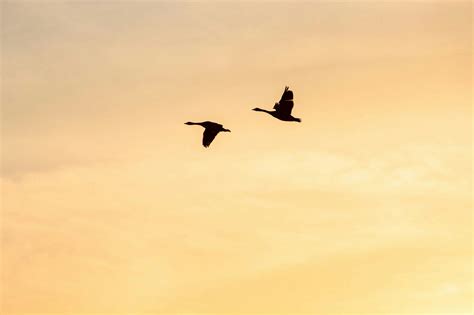 Devcycle Feature Flag Management