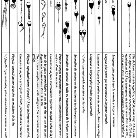Pdf Standardisation De La Classification Morphologique Des Spermatozoïdes Humains Selon La