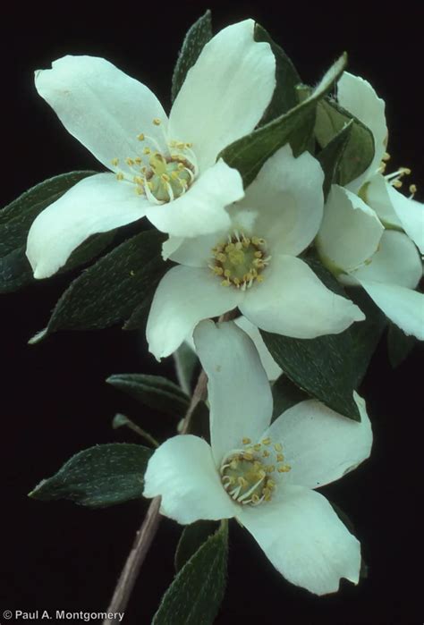 Philadelphus Ernestii Native Plant Society Of Texas