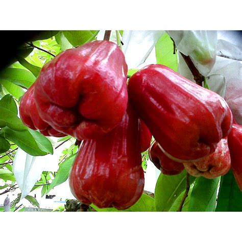 Jual Bibit Tanaman Jambu Air Citra Manis Kondisi Berbunga Full Rimbun | Shopee Indonesia