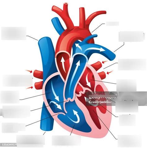 Perfusion Heart Diagram Quizlet
