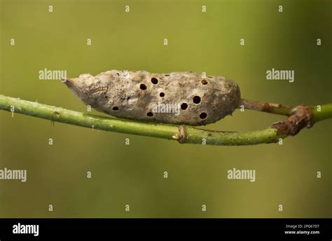 Bramble Stem Gall Wasp Diastrophus Rubi Old Gall From Which Adults Have Emerged On Bramble