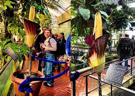 Corpse Flower The South African