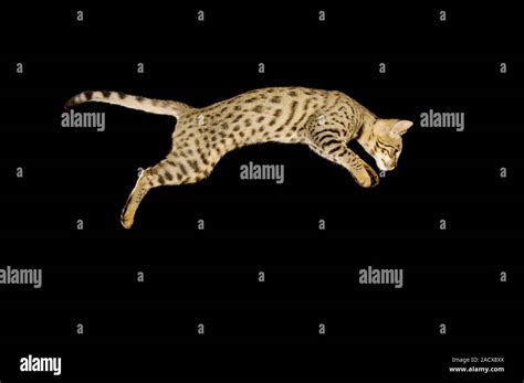 Savannah Cat Felis Catus X Leptailurus Serval Hybrid Domestic Cat