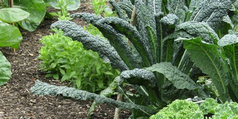 Small Autumn Veg Patch
