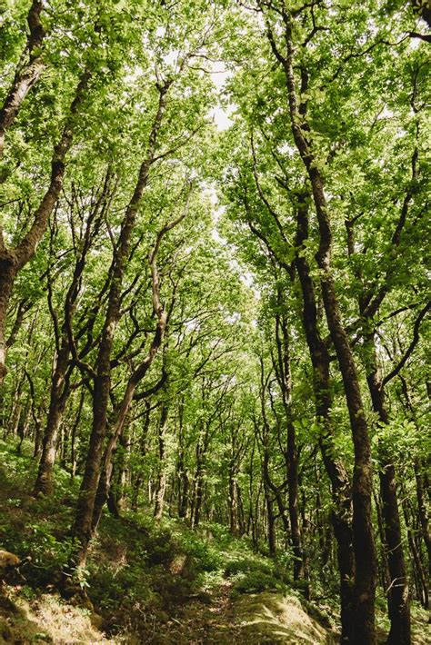 How Trees And You Can Make Our Air Cleaner
