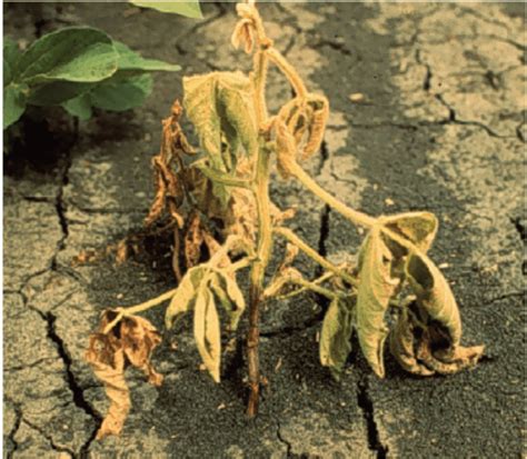 Phytophthora Root Rot Courtesy H A Lamey Download Scientific Diagram