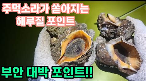 주먹소라가 쏟아지는 해루질 포인트 Youtube