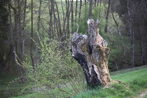 Tree Dead Meadow Free Photo On Pixabay Pixabay